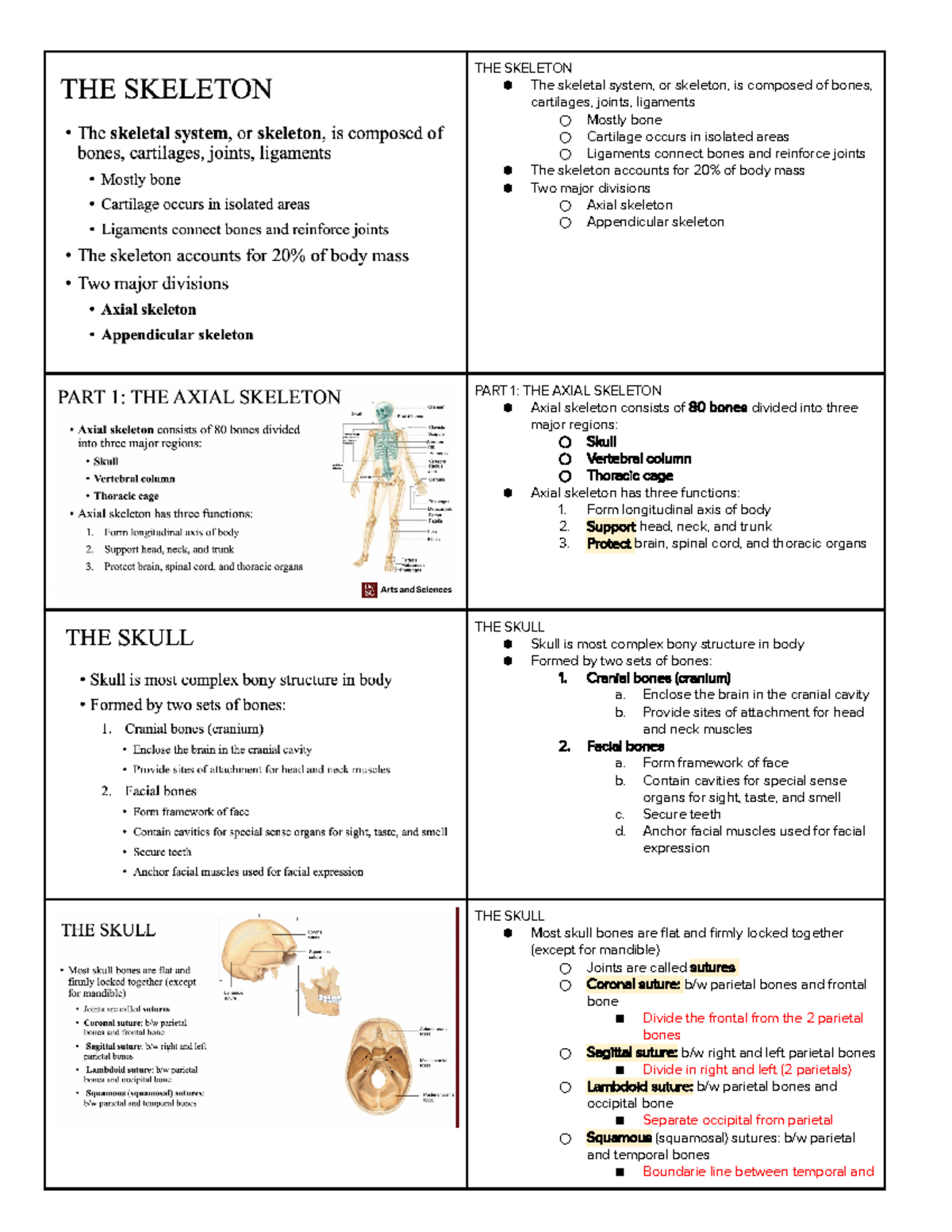 7 human anat chap - THE SKELETON The skeletal system, or skeleton, is ...