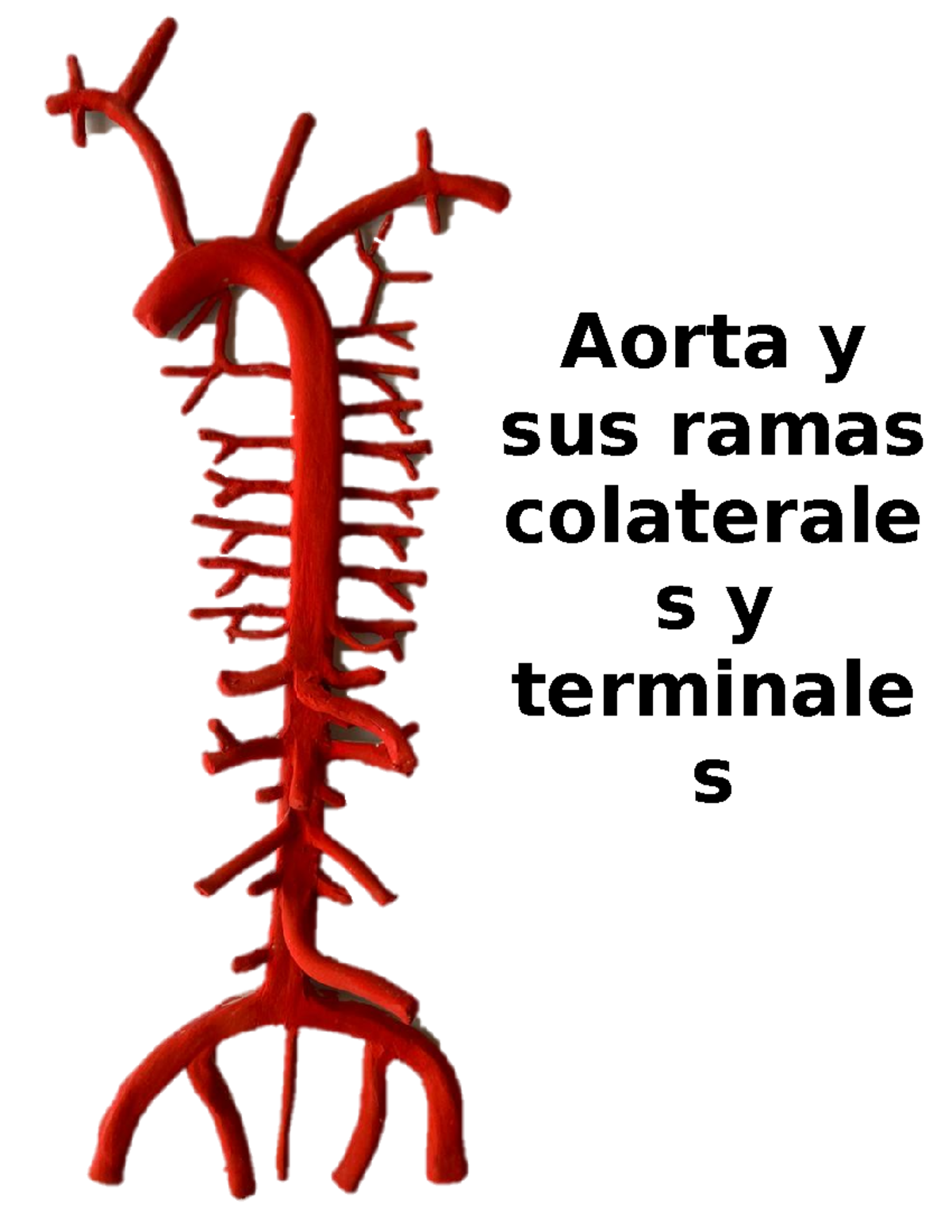 Arterias del tronco - Aorta y sus ramas colaterale s y terminale s Vena ...