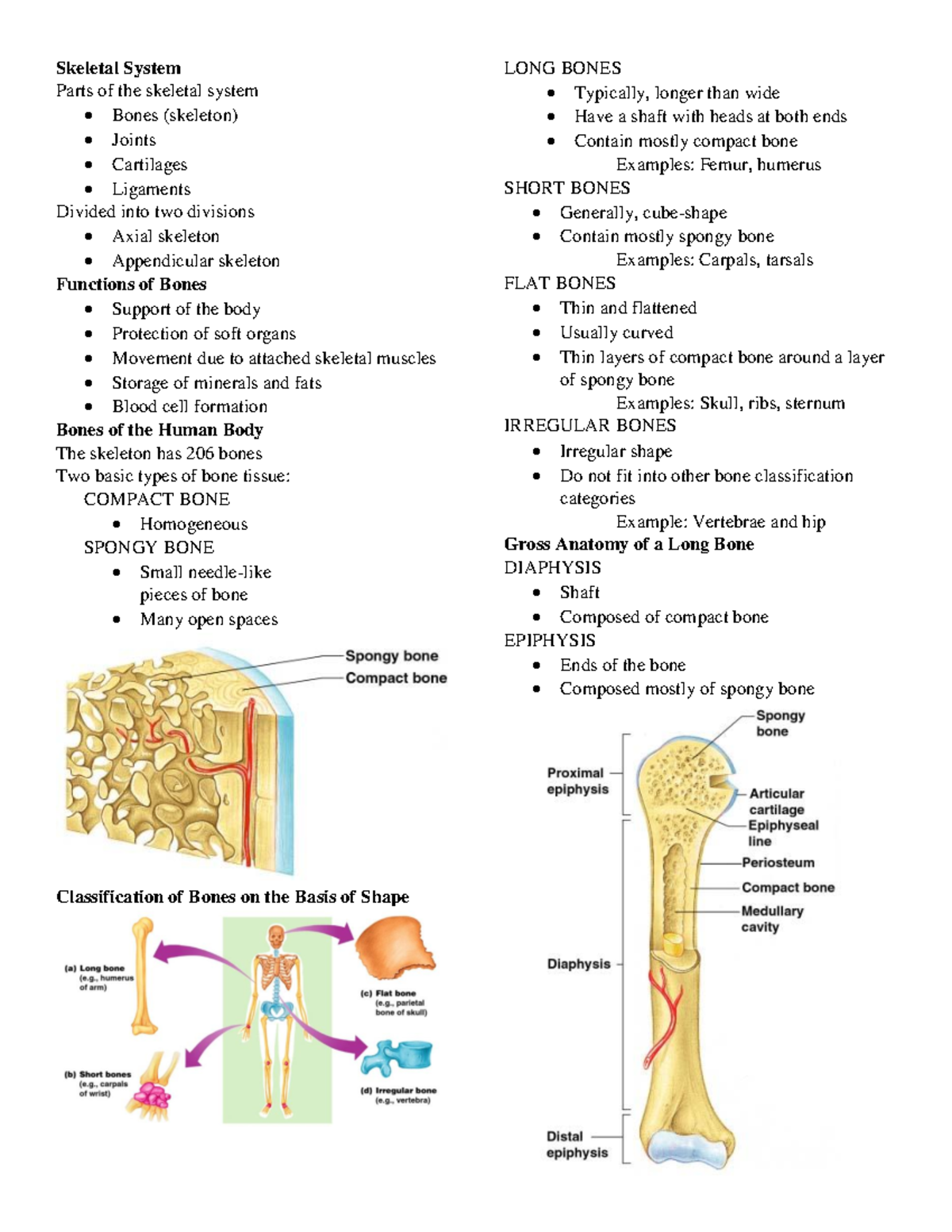 Inbound 6337877522007 259444 - Skeletal System Parts of the skeletal ...