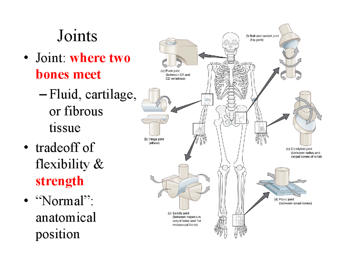 CH8 Joints S 19HO - notes - Joints • Joint: where two bones meet ...