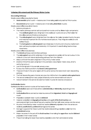Lecture 9; Motor Pattern Generation - Motor Systems Lecture 9 Motor ...