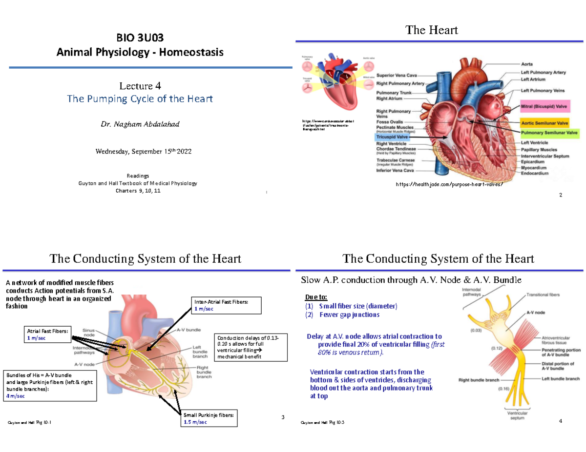 3U03 LEC 4 Heart Physio - with professor Nagham Abdalahad - BIO 3U Animal Physiology ...