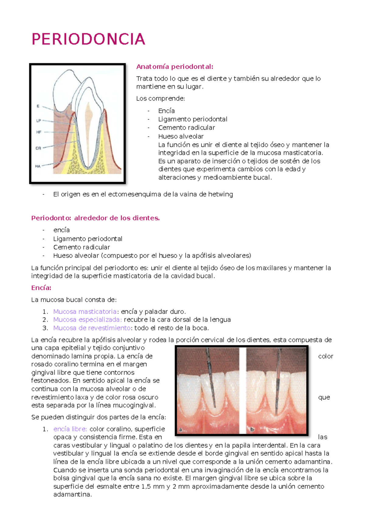 Anatomía periodontal - PERIODONCIA Anatomía periodontal: Trata todo lo que es el diente y ...