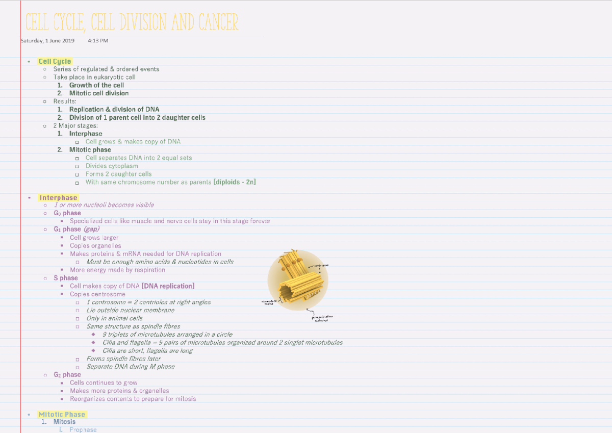 Cell Biology: Cell Cycle, Cell Division and Cancer - Studocu