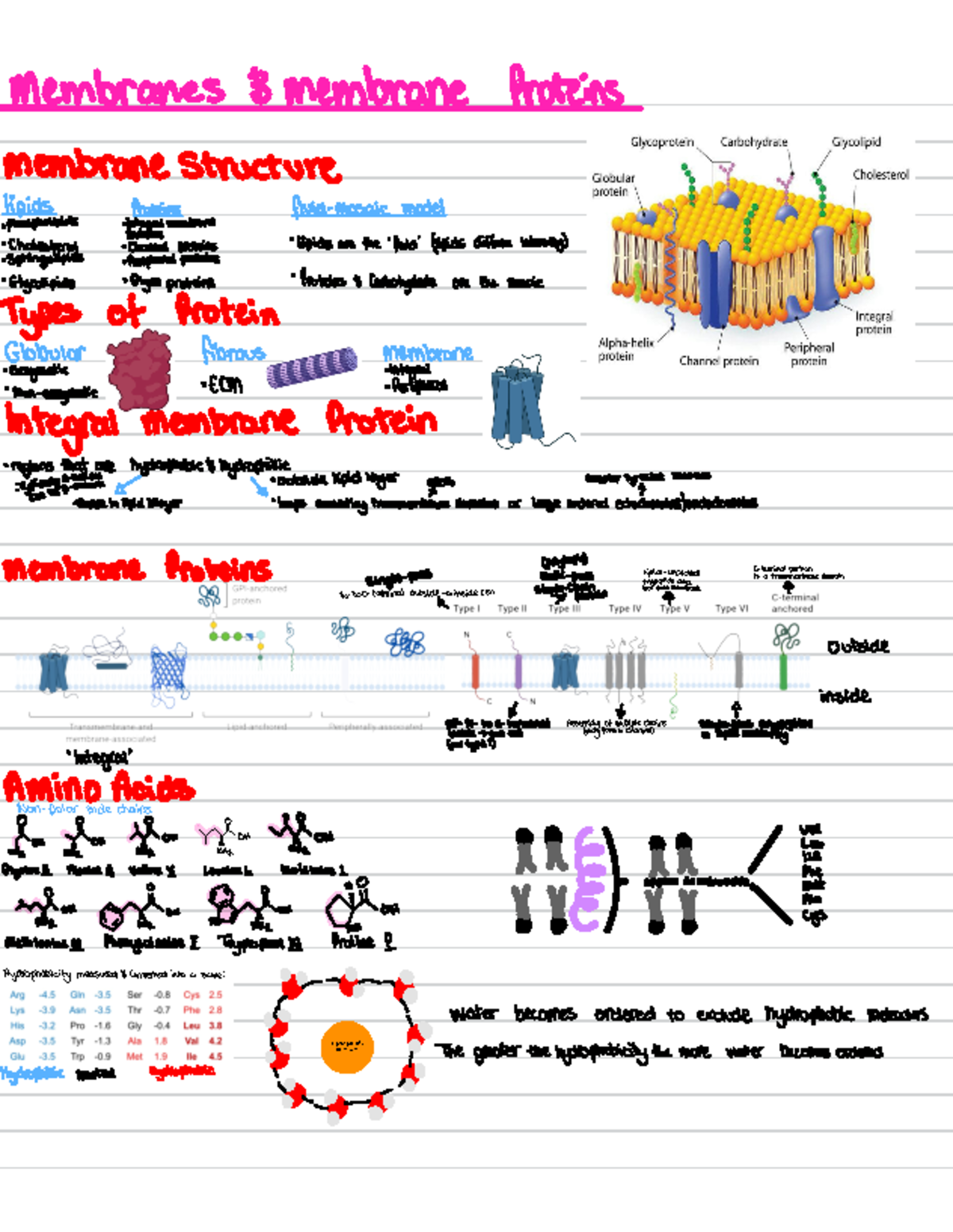 Membranes & membrane Proteins notes - Hydrophobic molecule membranes ...