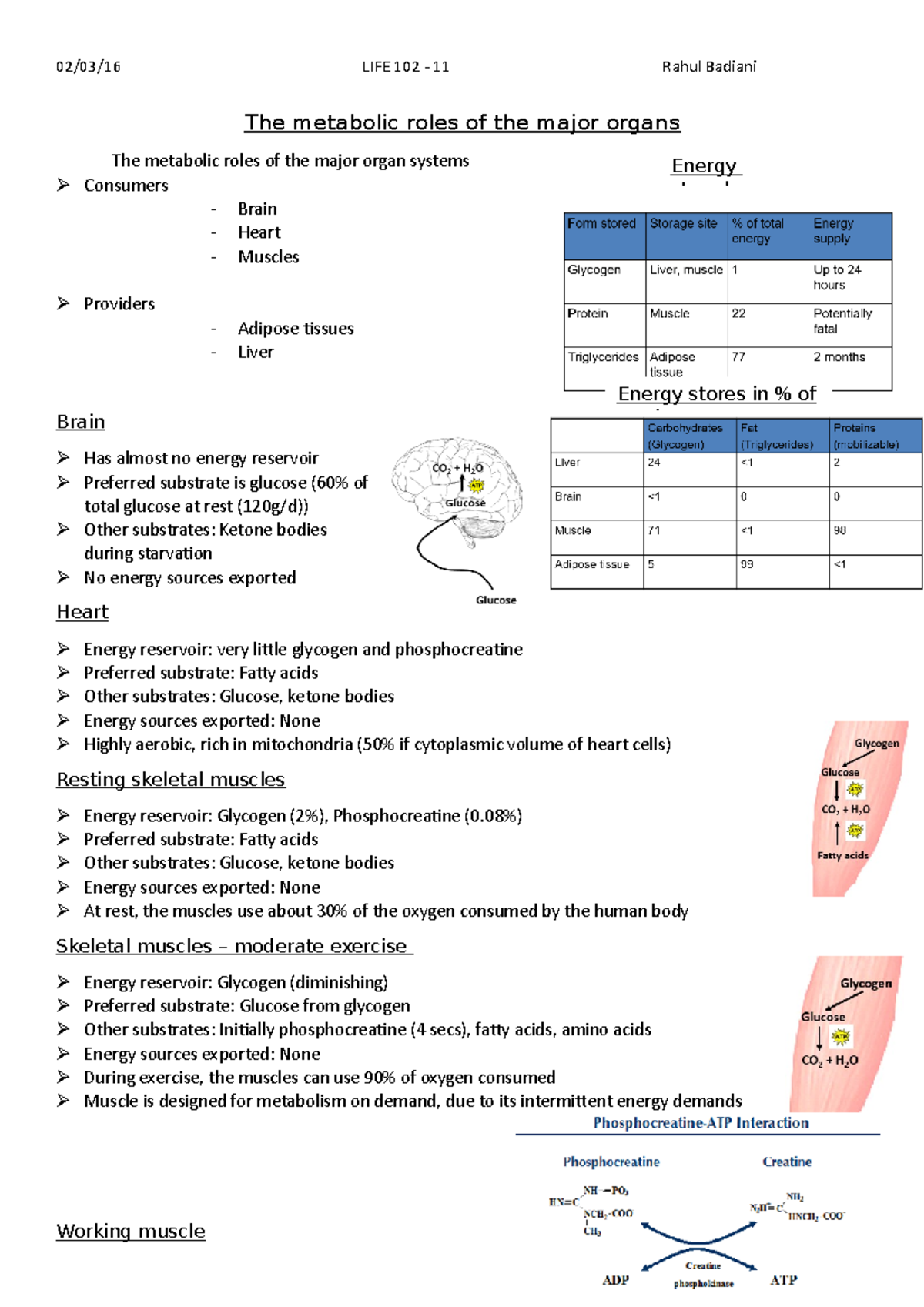 11 - The metabolic roles of the major organs - The metabolic roles of ...