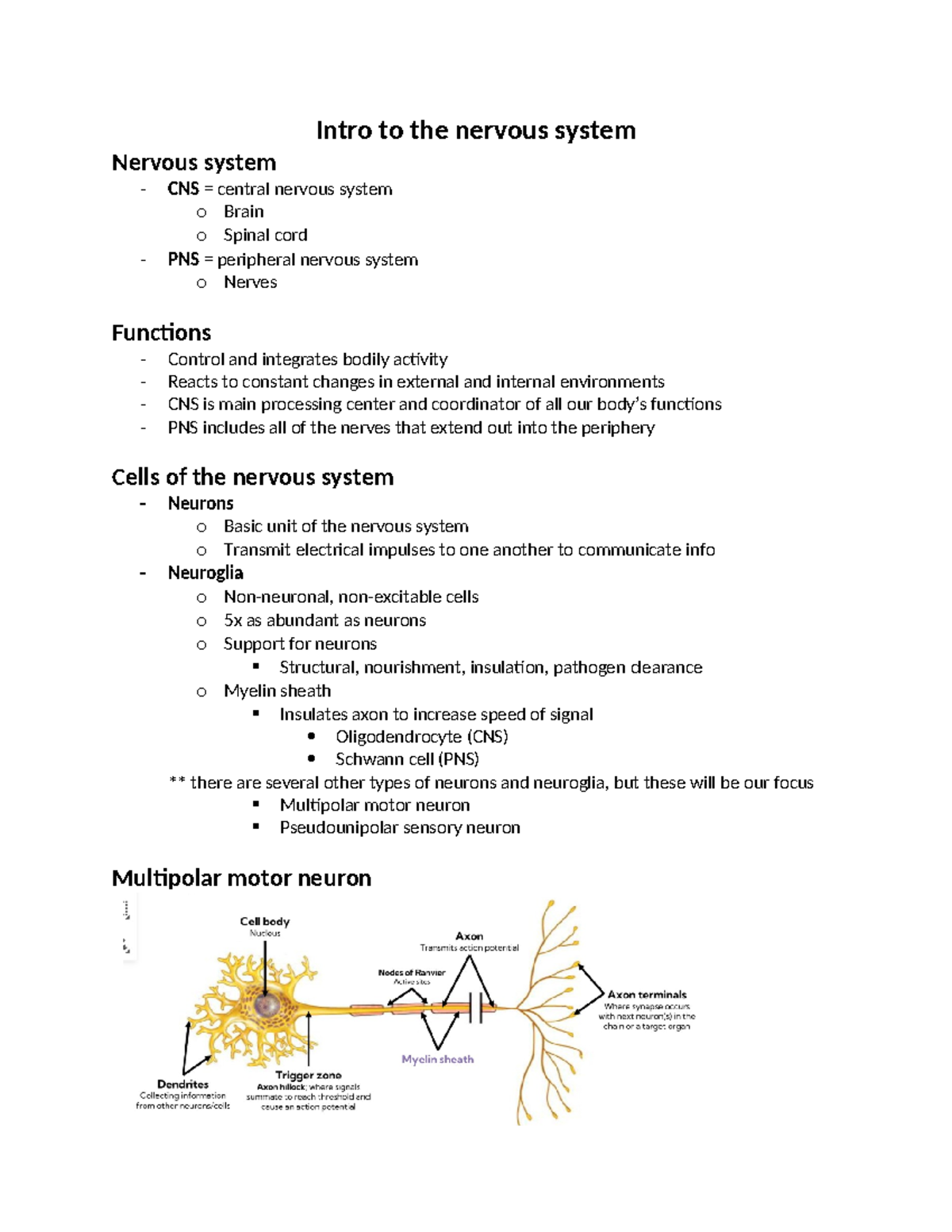 Nervous System - Intro to the nervous system Nervous system - CNS ...