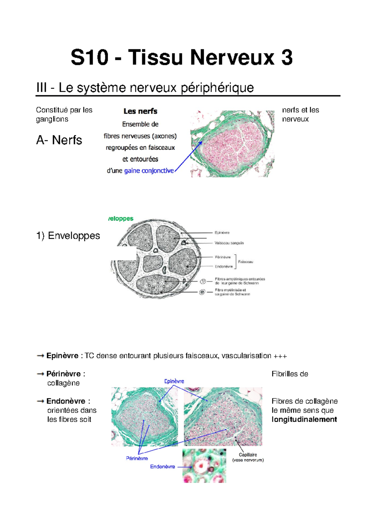 10 Tissu nerveux 3 - ce sont mes notes de cours - S10 - Tissu Nerveux ...