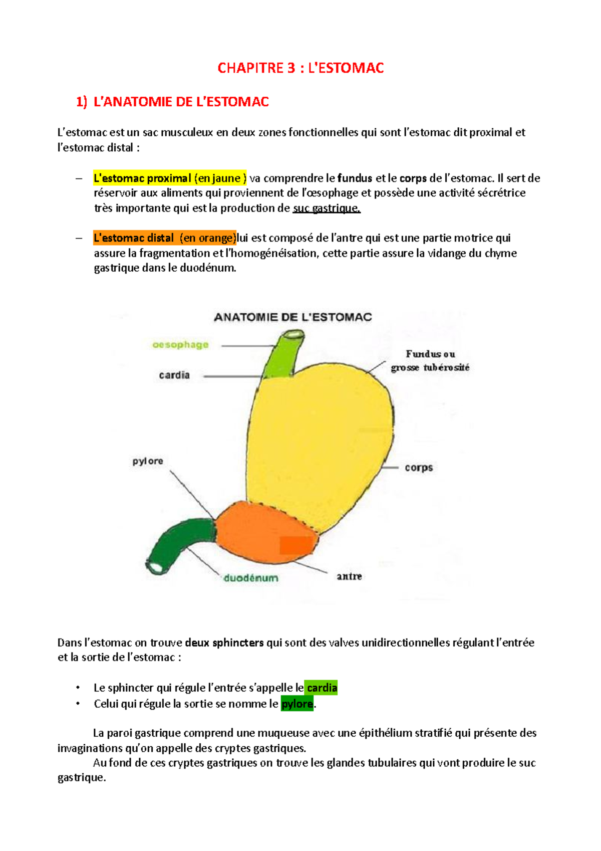 3-estomac - bph - CHAPITRE 3 : L'ESTOMAC 1) L'ANATOMIE DE L'ESTOMAC L ...