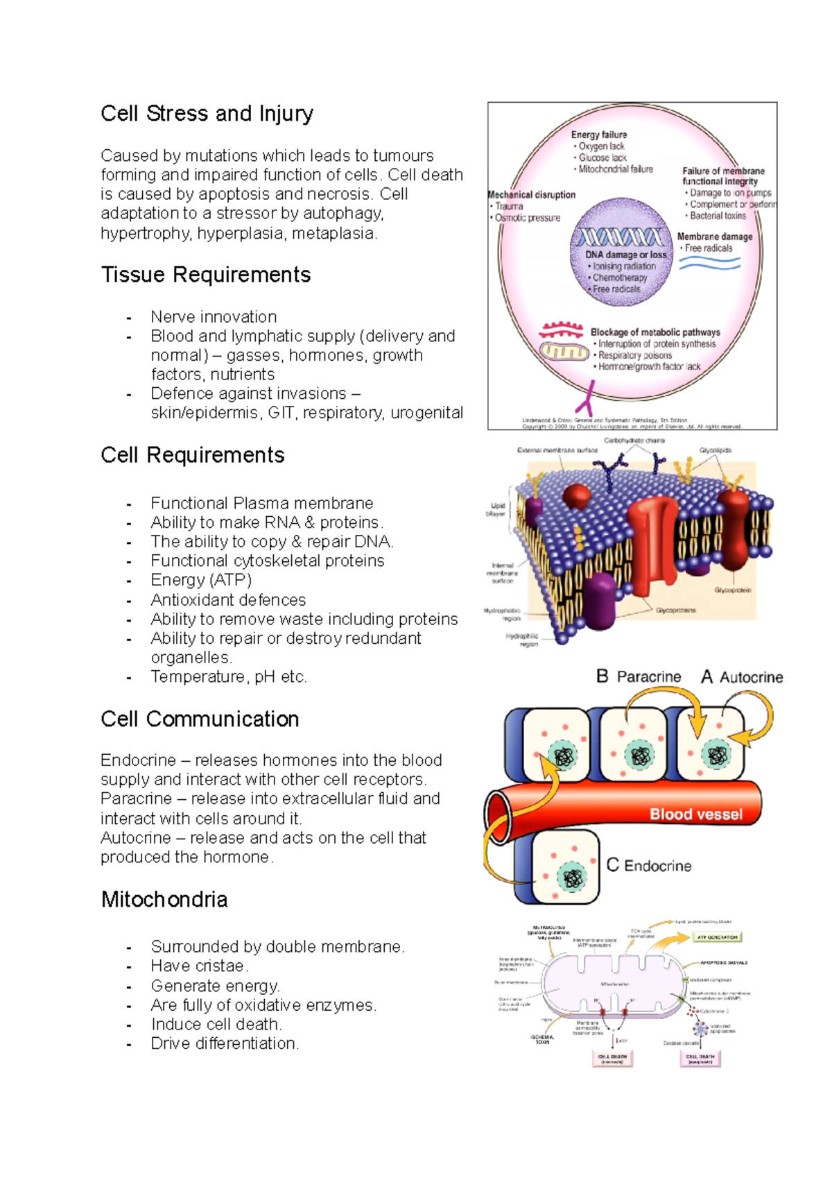 Cell Stress and Injury - It has diagrams and notes - Cell Stress and ...