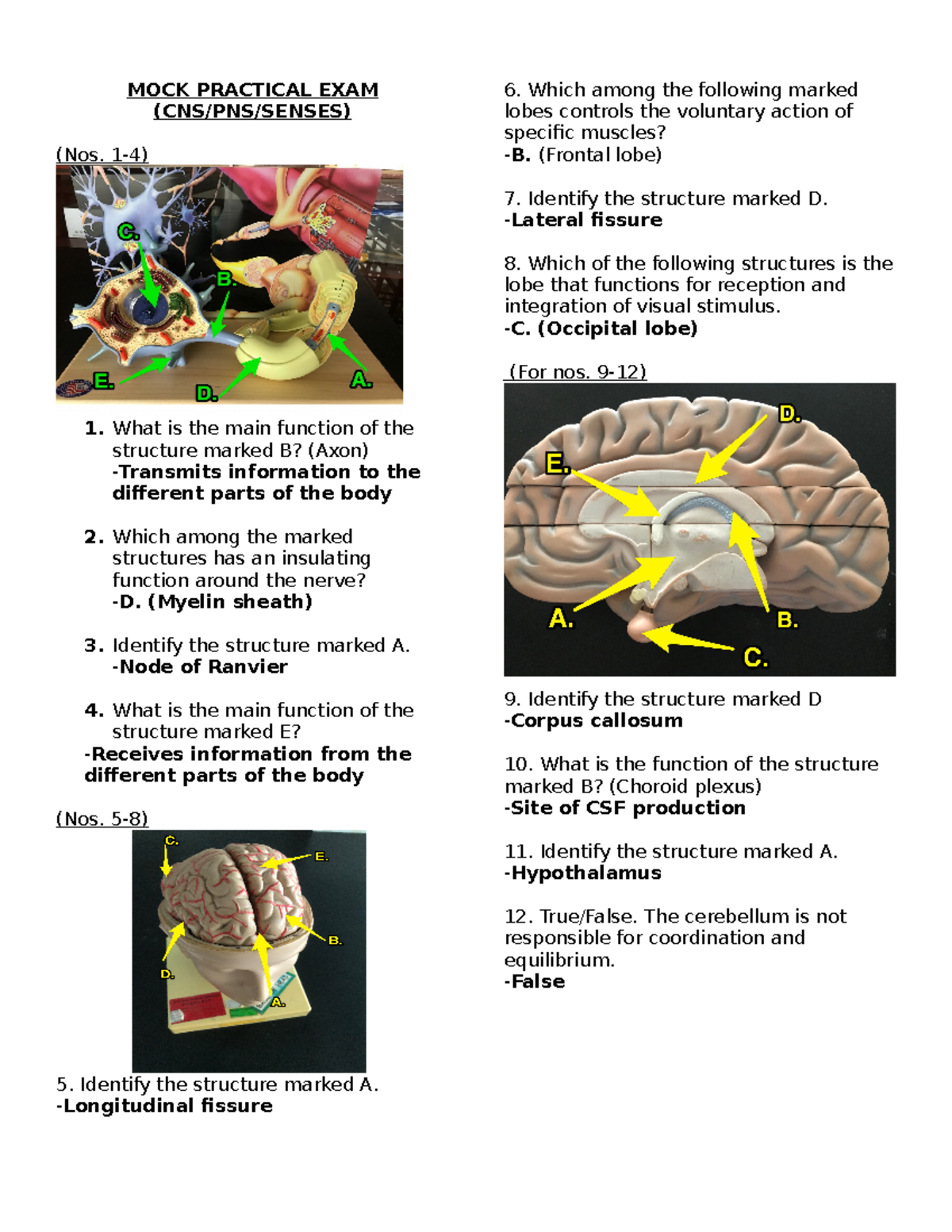 CNS-PNS-Senses Mock Prax - MOCK PRACTICAL EXAM (CNS/PNS/SENSES) (Nos. 1 ...