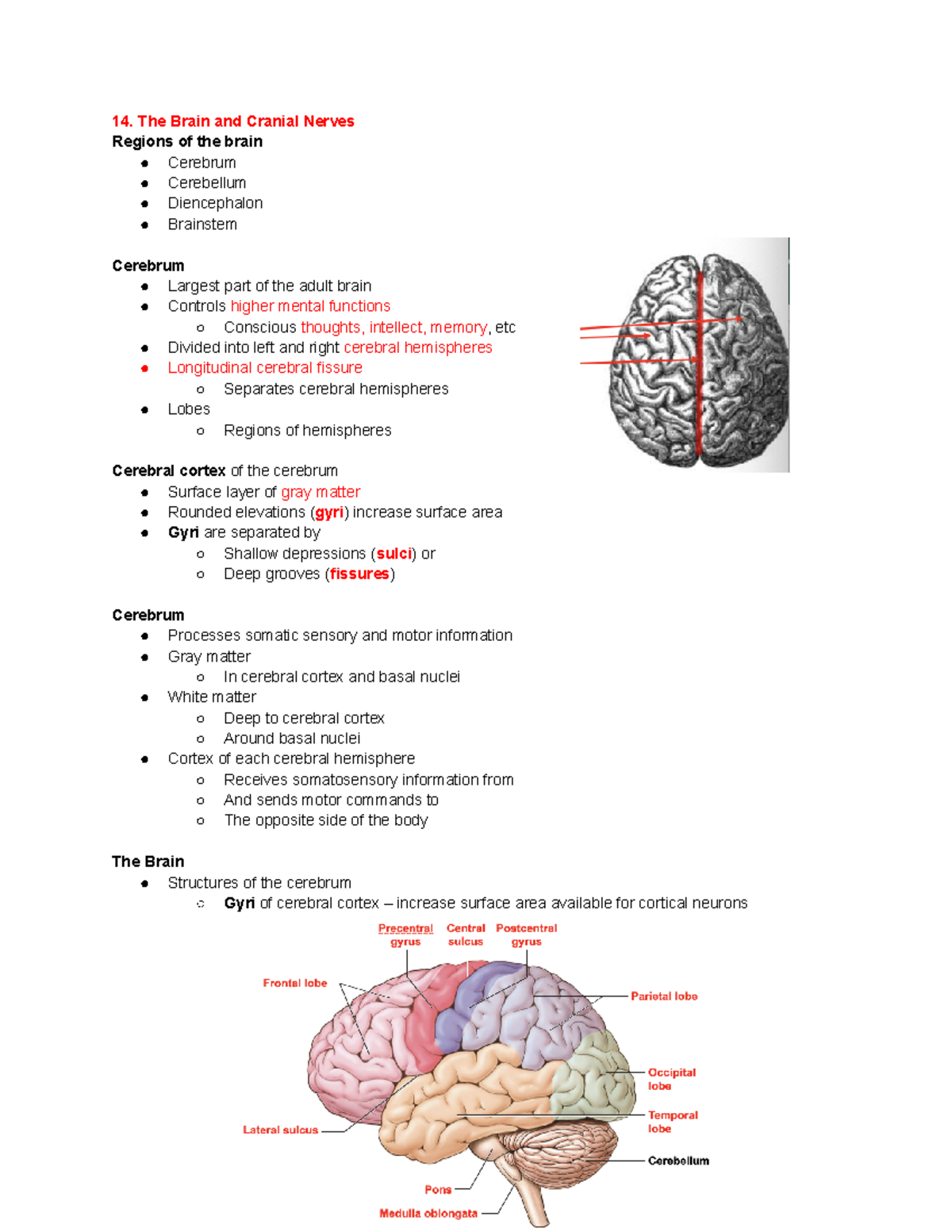 Chapter 14: The Brain and Cranial Nerves - The Brain and Cranial Nerves ...