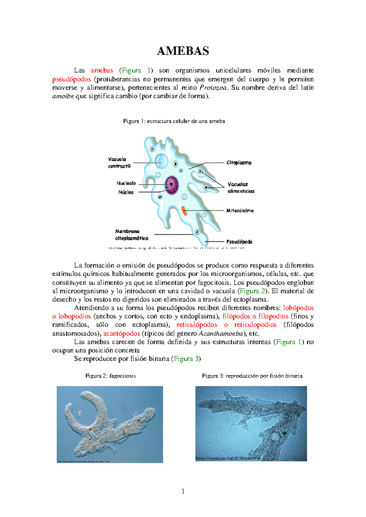 Amebas - AMEBAS Las amebas ( Figura 1) son organismos unicelulares móviles mediante pseudópodos ...