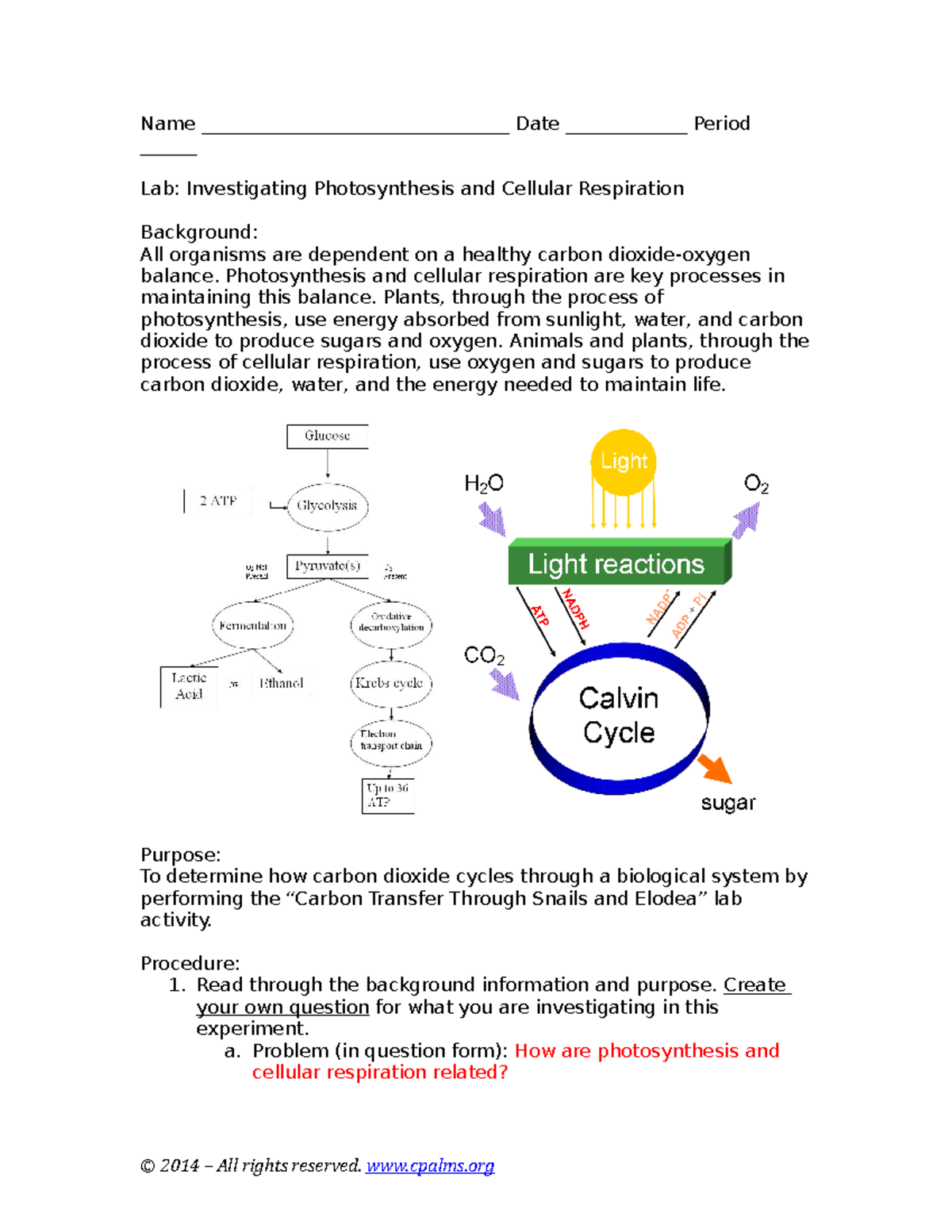 Photosynthesis cellular respiration lab key2 - Name ...
