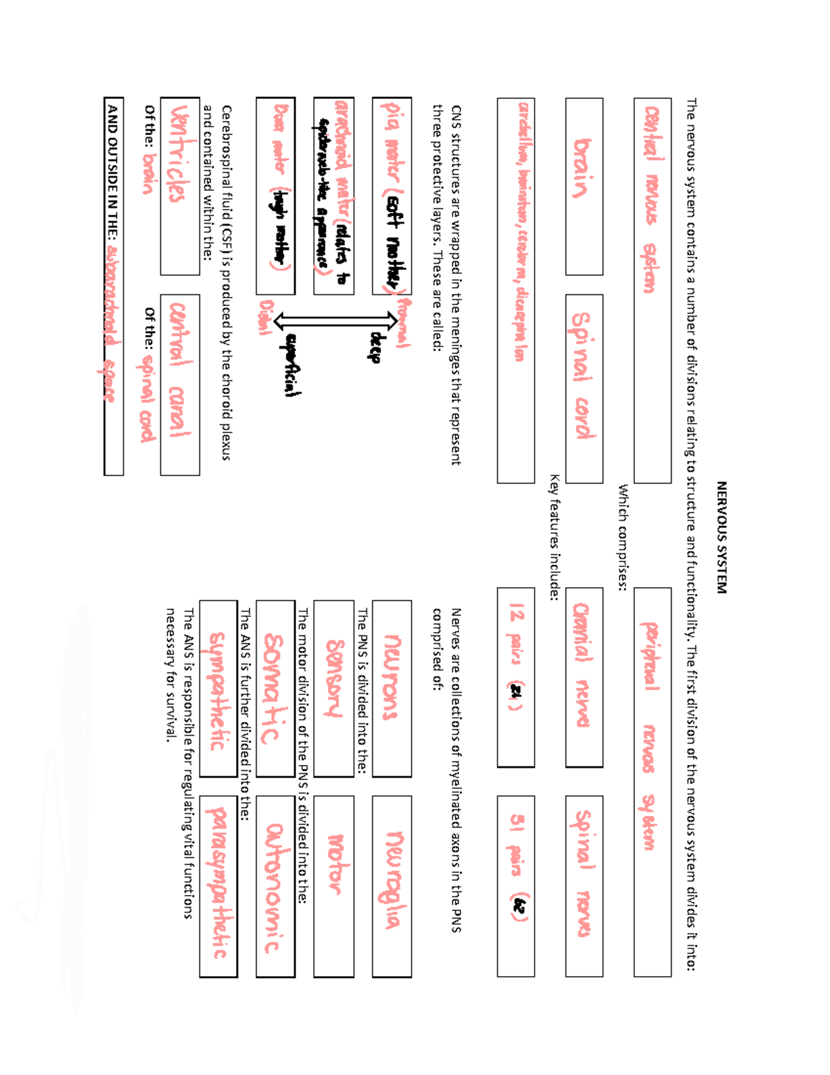 The nervous system - worksheet - LQB185 Anatomy and Physiology for ...