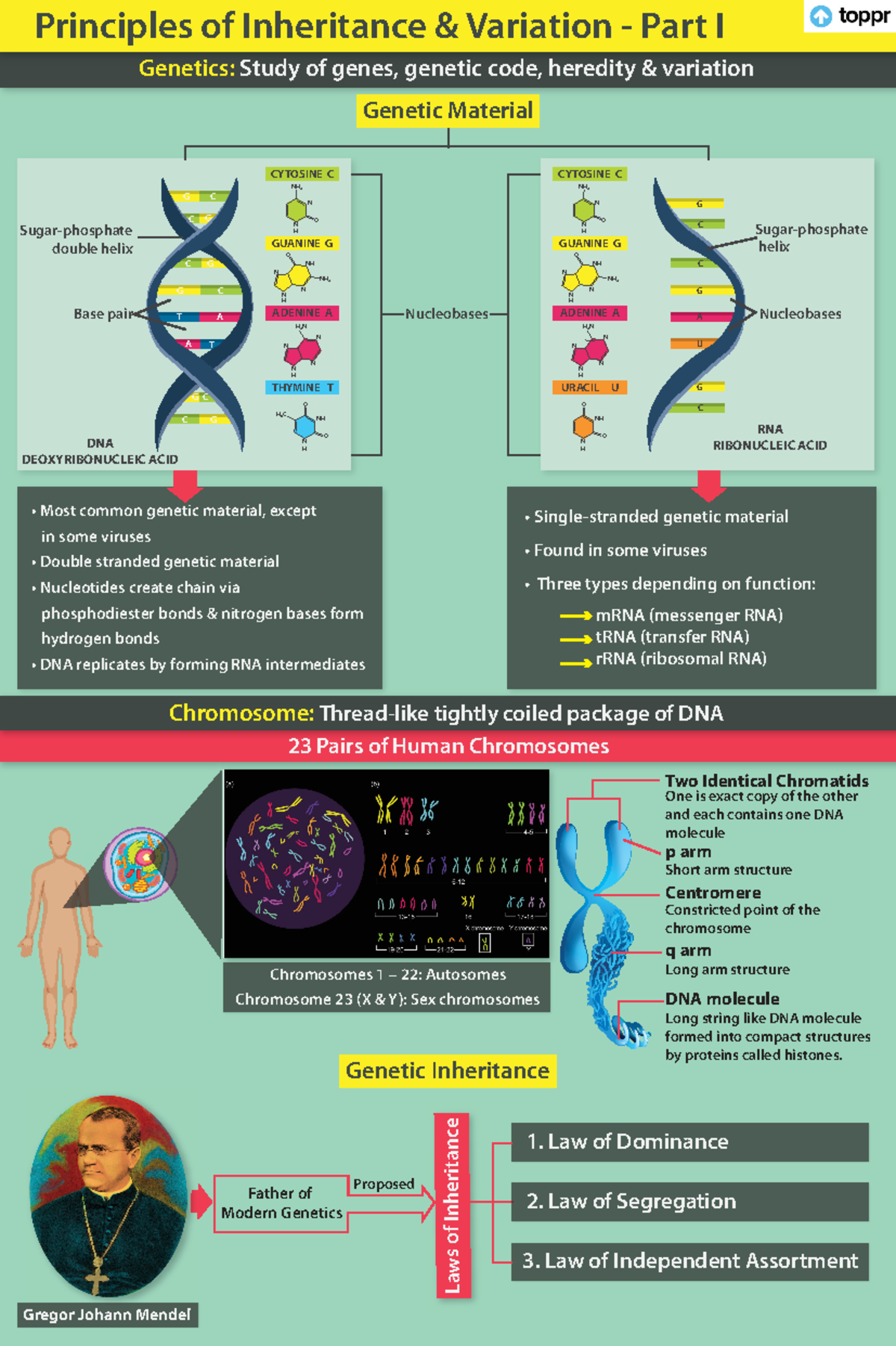 Principles of Inheritance Variationgfg - - Studocu