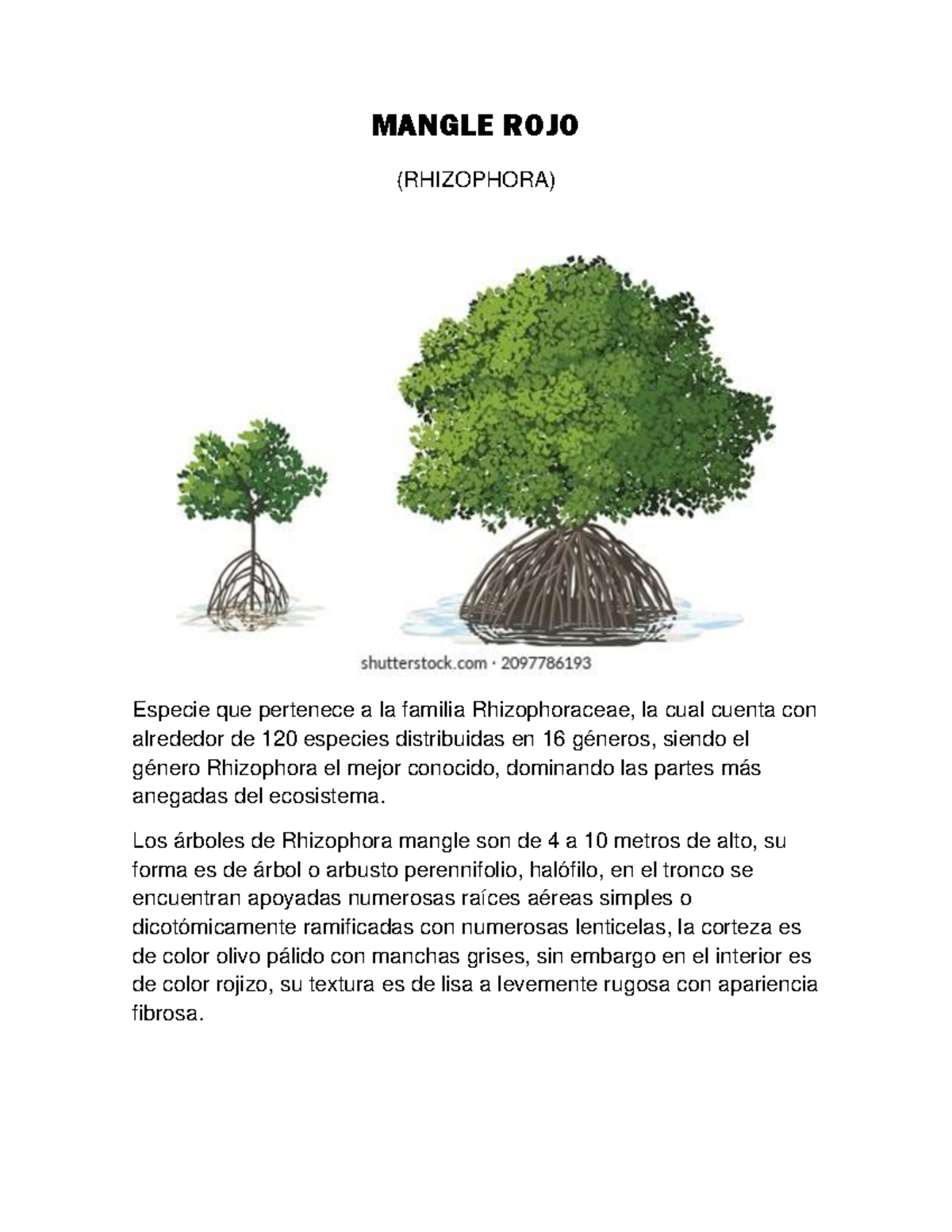 Especies DE Mangle (Dayanna vc) - MANGLE ROJO (RHIZOPHORA) Especie que ...