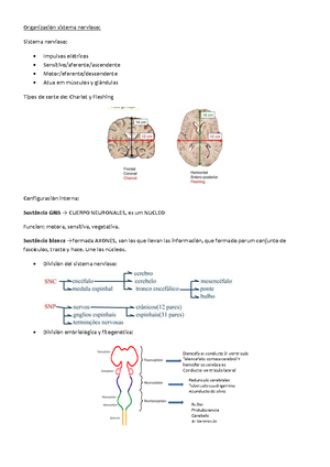 Fascículos anatomia - Neuroanatomía - Fascículo Grácil: El fascículo ...