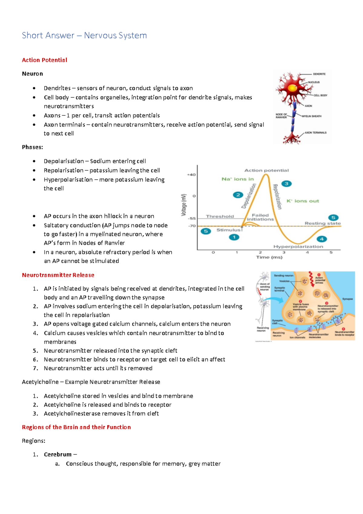 Anatomy and Phisiology - Short Answer – Nervous System Action Potential ...