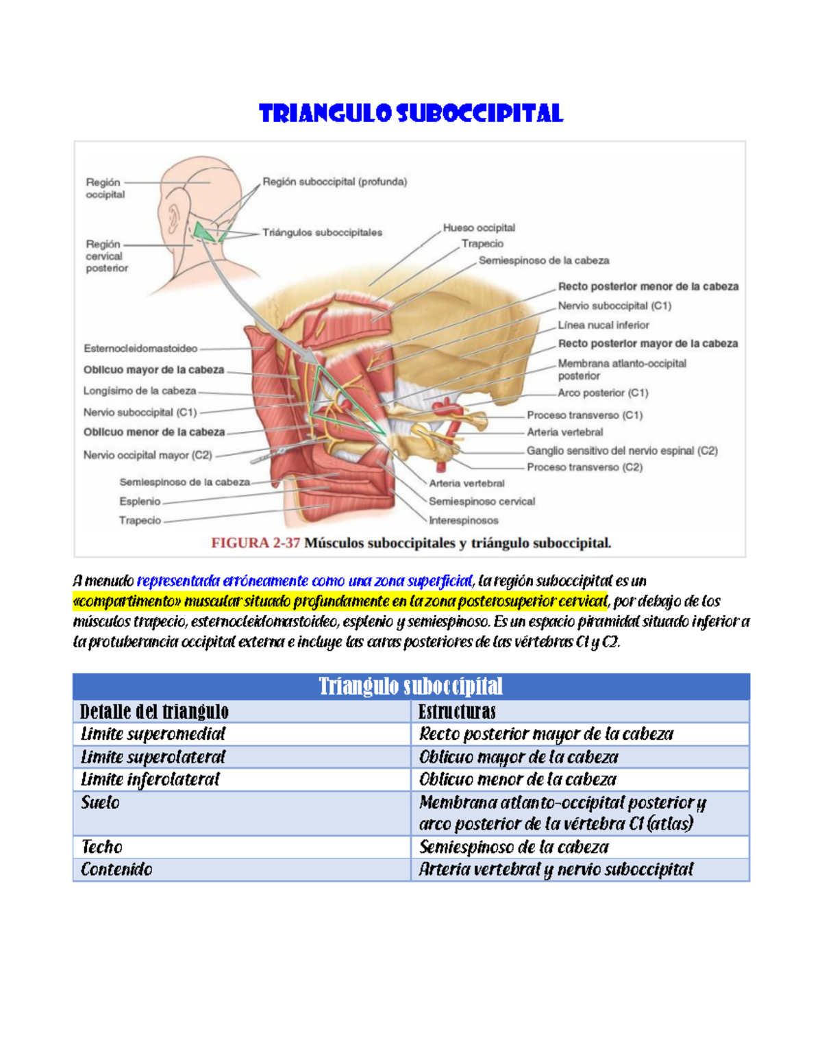 Anato 23 febrero - wkdnwñqkdmñlawdmñawldm - Triangulo suboccipital A ...
