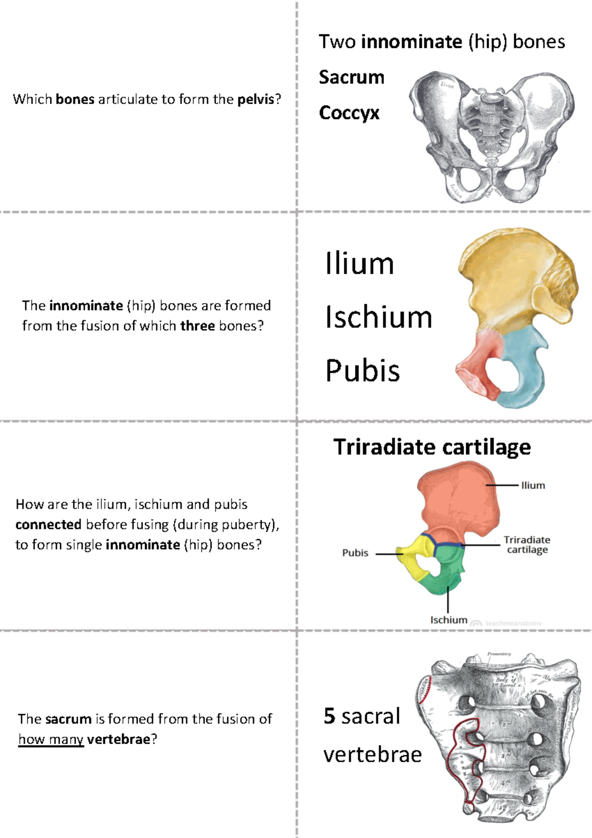 Anatomy of the pelvic region flashcards - Which bones articulate to ...
