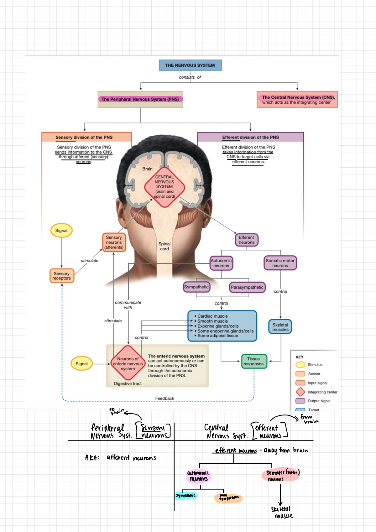 6 Neurophysiology - Prairie from brain Peripheral [ sensory ] Central ...