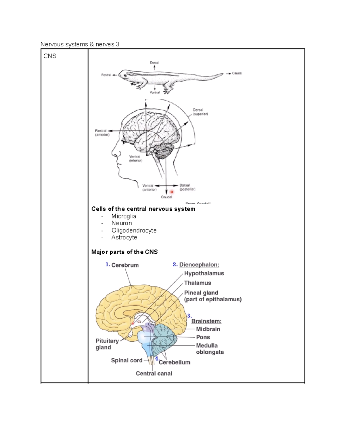 Topic 2 Neurophysiology - Nervous systems & nerves 3 CNS Cells of the central nervous system ...