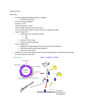 Exam 3 virology lecture notes - Coronavirus: Year Mortality % Disease ...