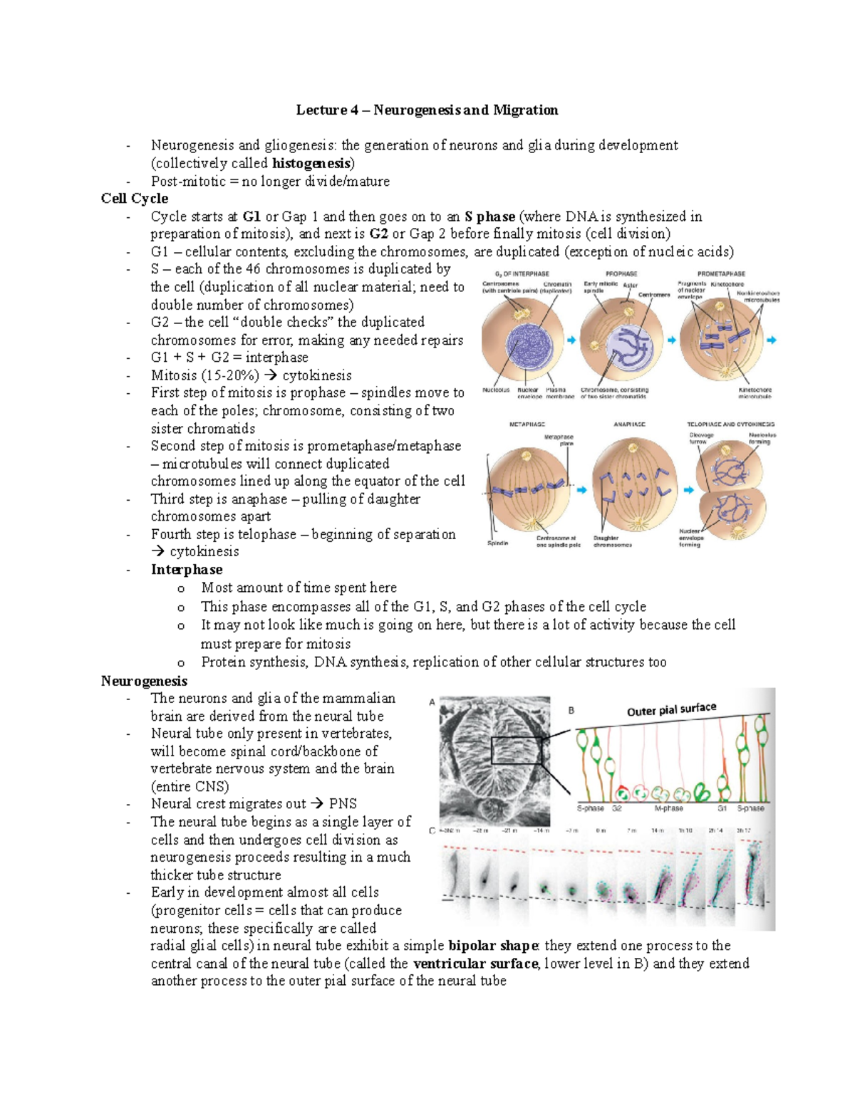 Lecture 4 - Lecture 4 – Neurogenesis and Migration Neurogenesis and ...