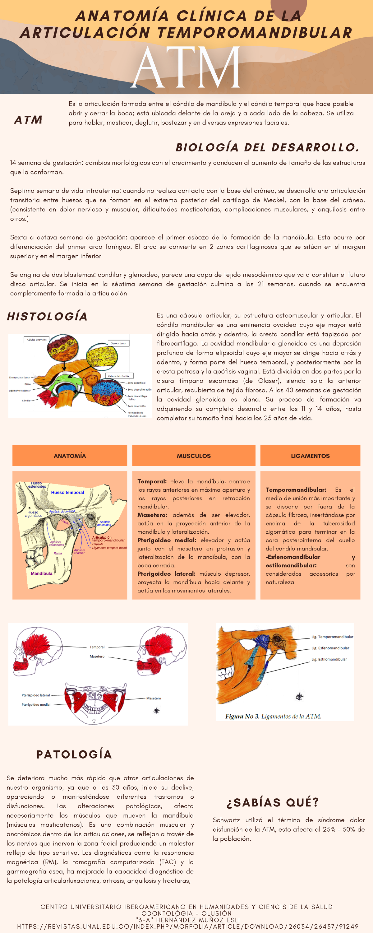 (ATM) - ¿Que es la atm? - ANATOMÍA MUSCULOS LIGAMENTOS Temporal: eleva ...