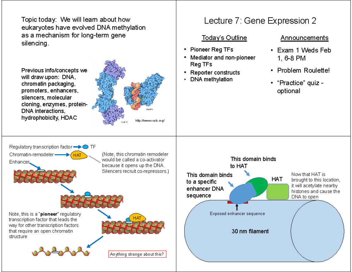 Lecture 7: Gene expression - Topic today: We will learn about how ...