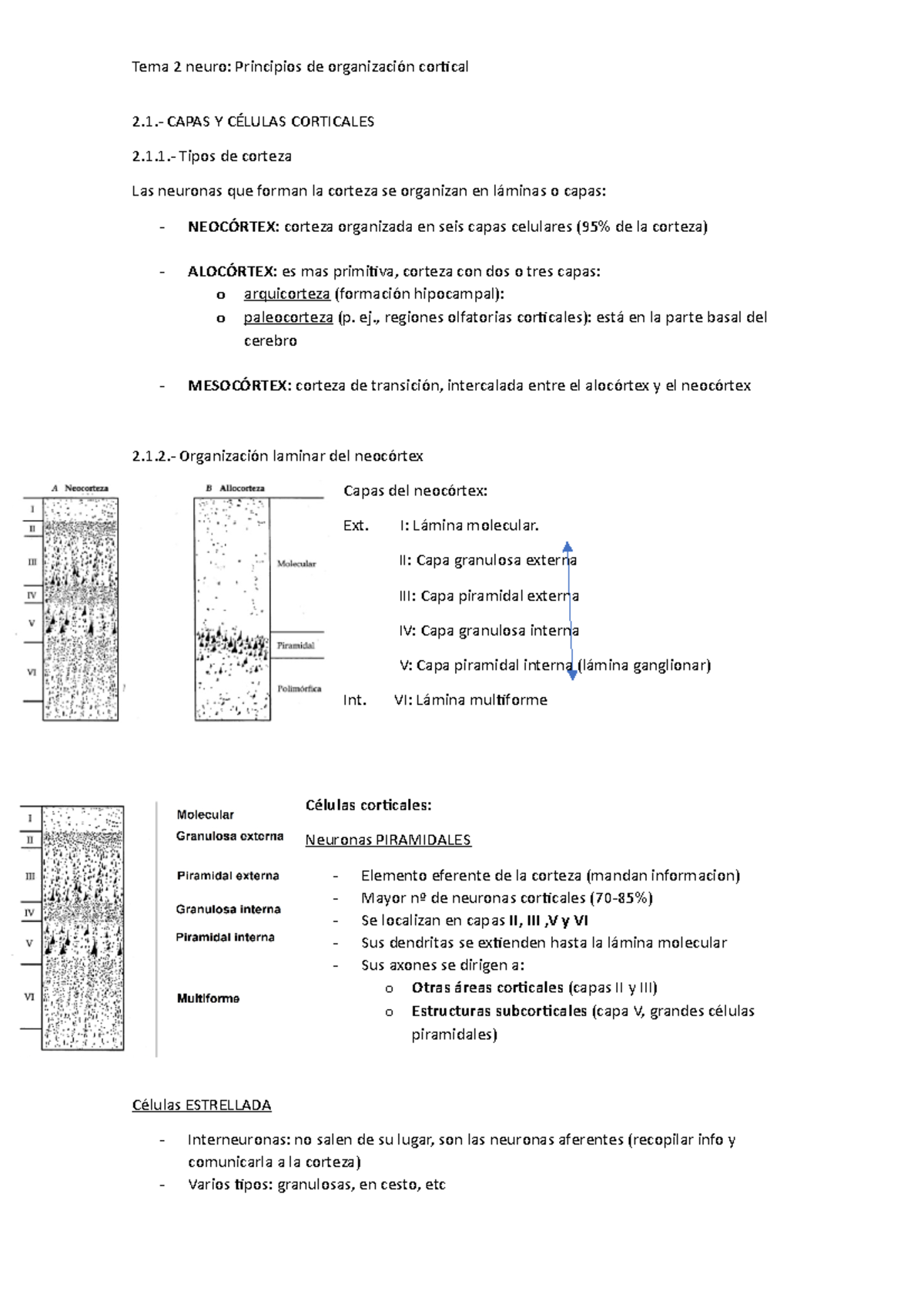 Tema 2 neuro - 2.- CAPAS Y CÉLULAS CORTICALES 2.1.- Tipos de corteza ...