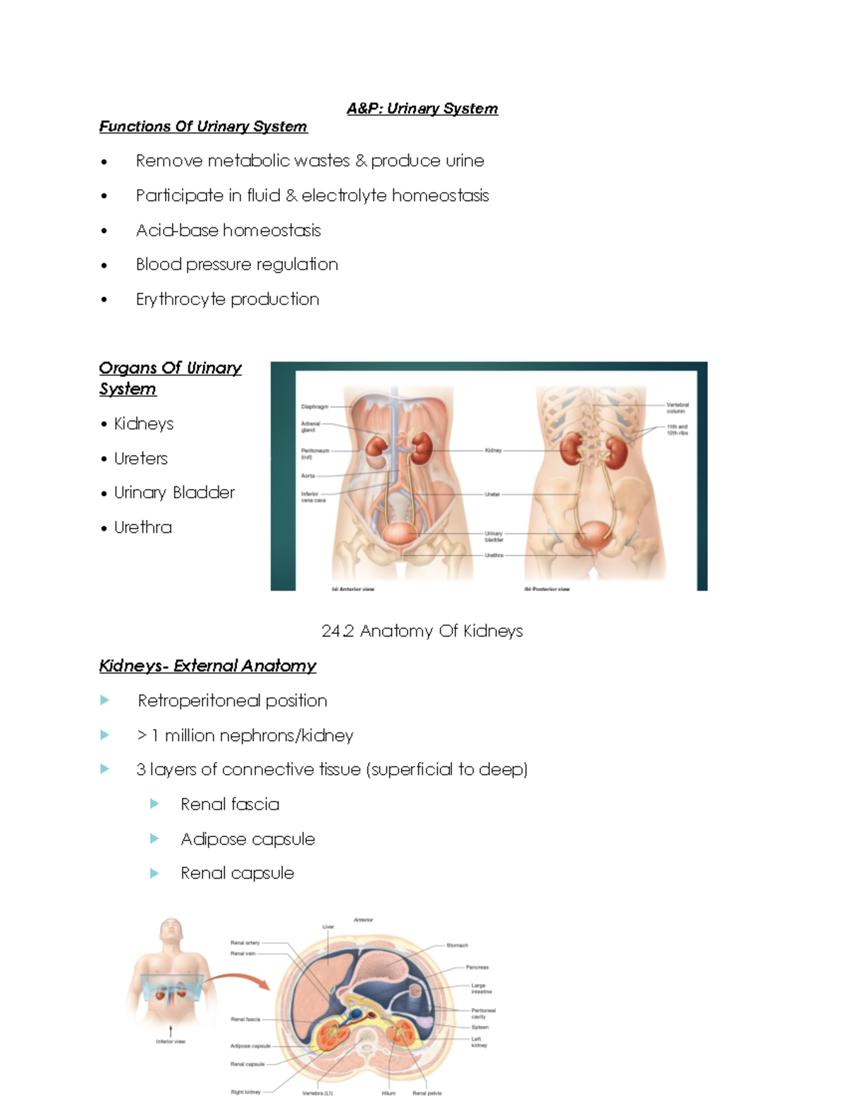 Urinary System - Anatomy review notes, from textbook, prof's words, and ...