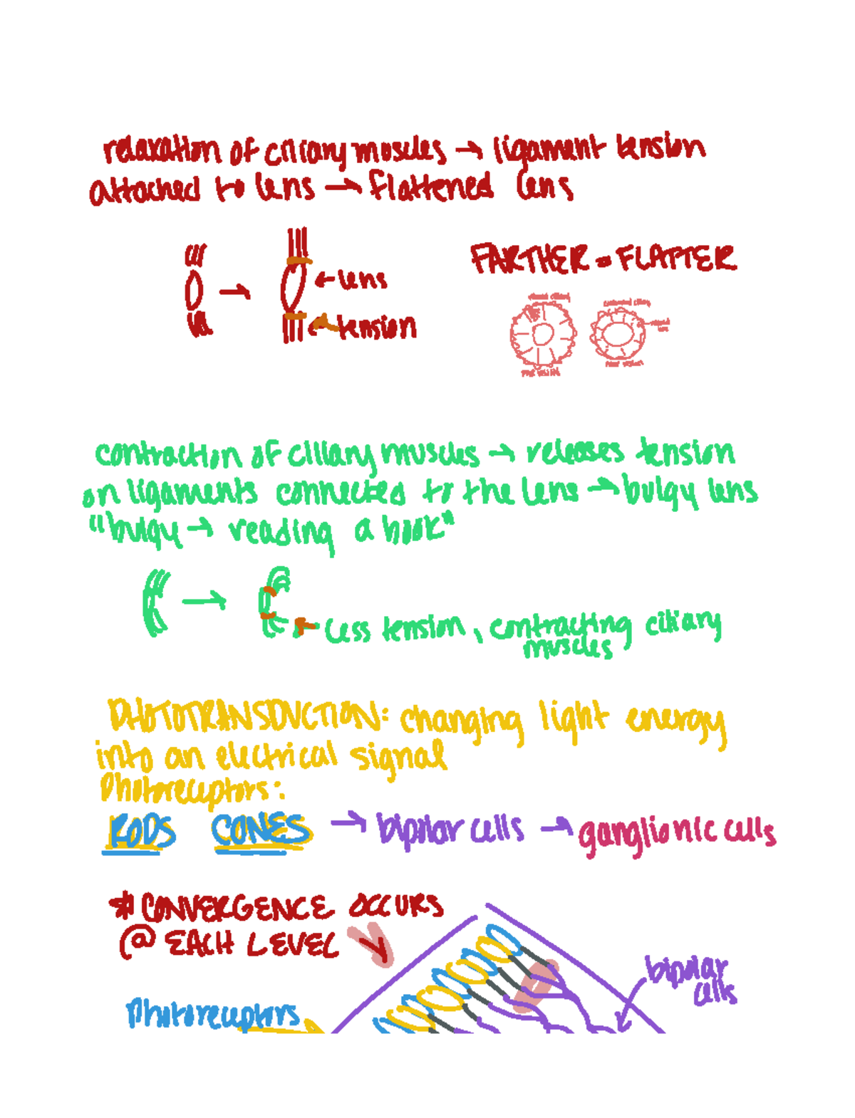 Phototransduction - Detailed outline and drawing of photo-transduction ...