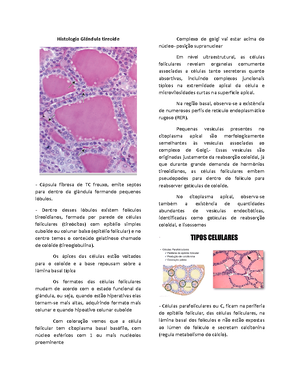 Pâncreas - Resumo anatomia e histologia - P‚ncreas Gl‚ndula alongada ...