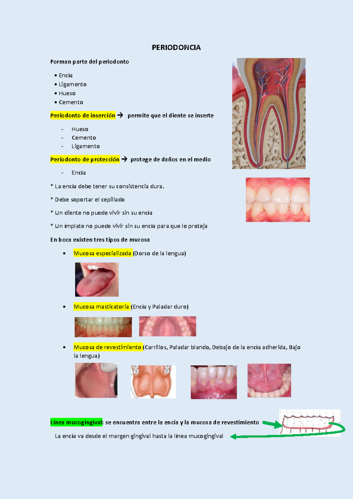 1 - Periodoncia2022 - PERIODONCIA Forman parte del periodonto - Encía ...