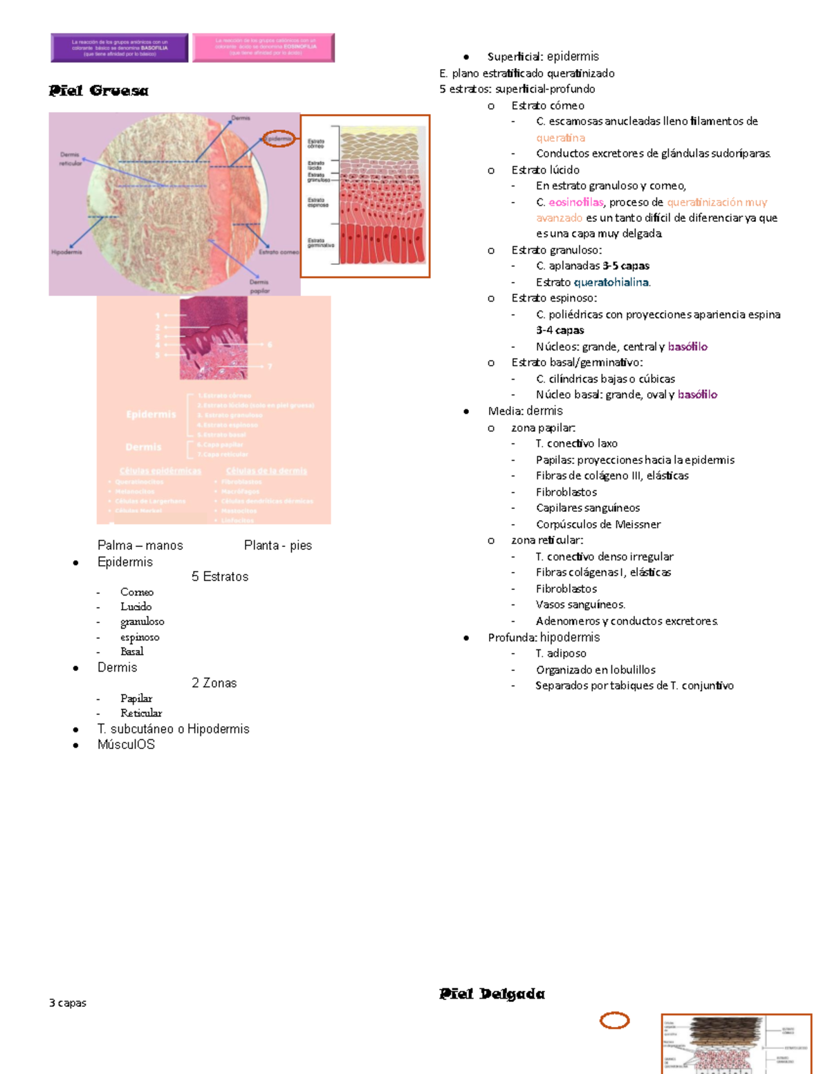 Laminillas - Resumen Histología - Piel Gruesa Palma – manos Planta ...