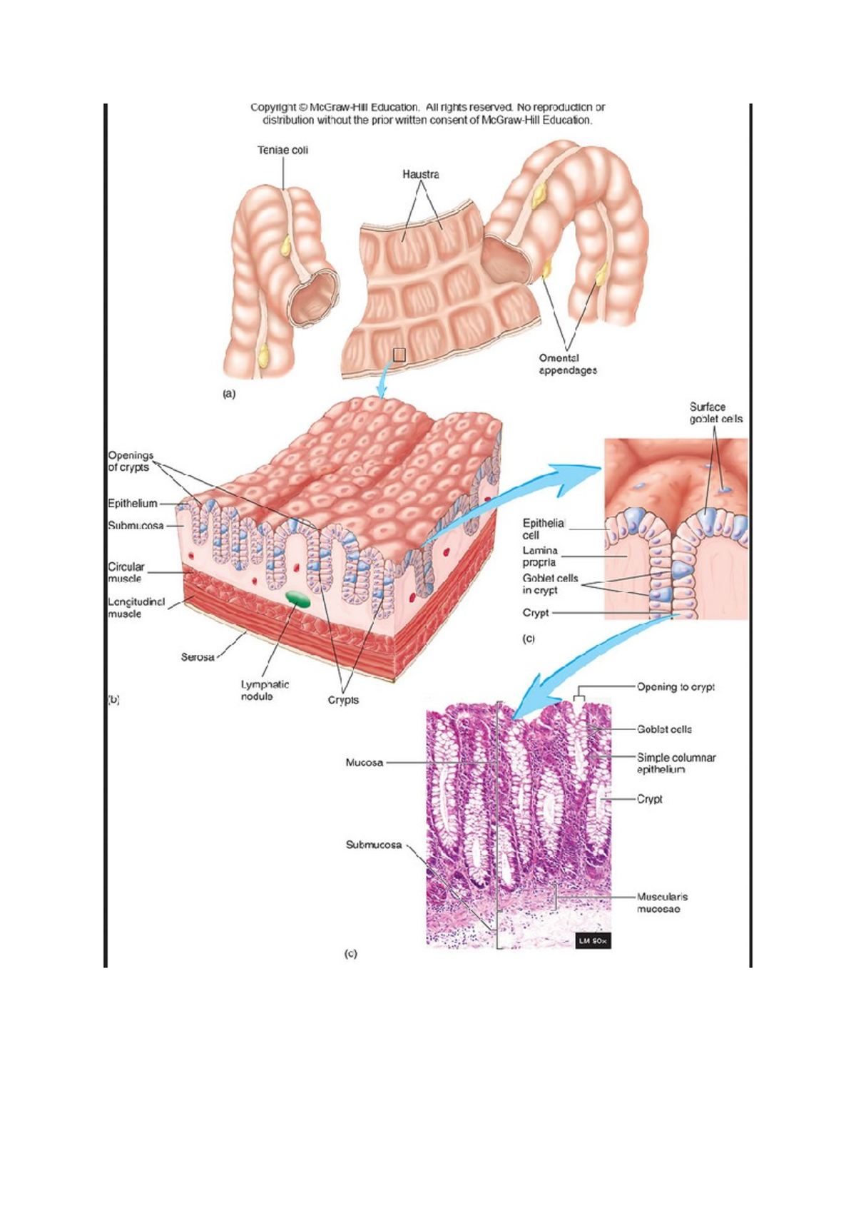 Label Large Intestine - Copyright c Education. All rights reserved. No ...