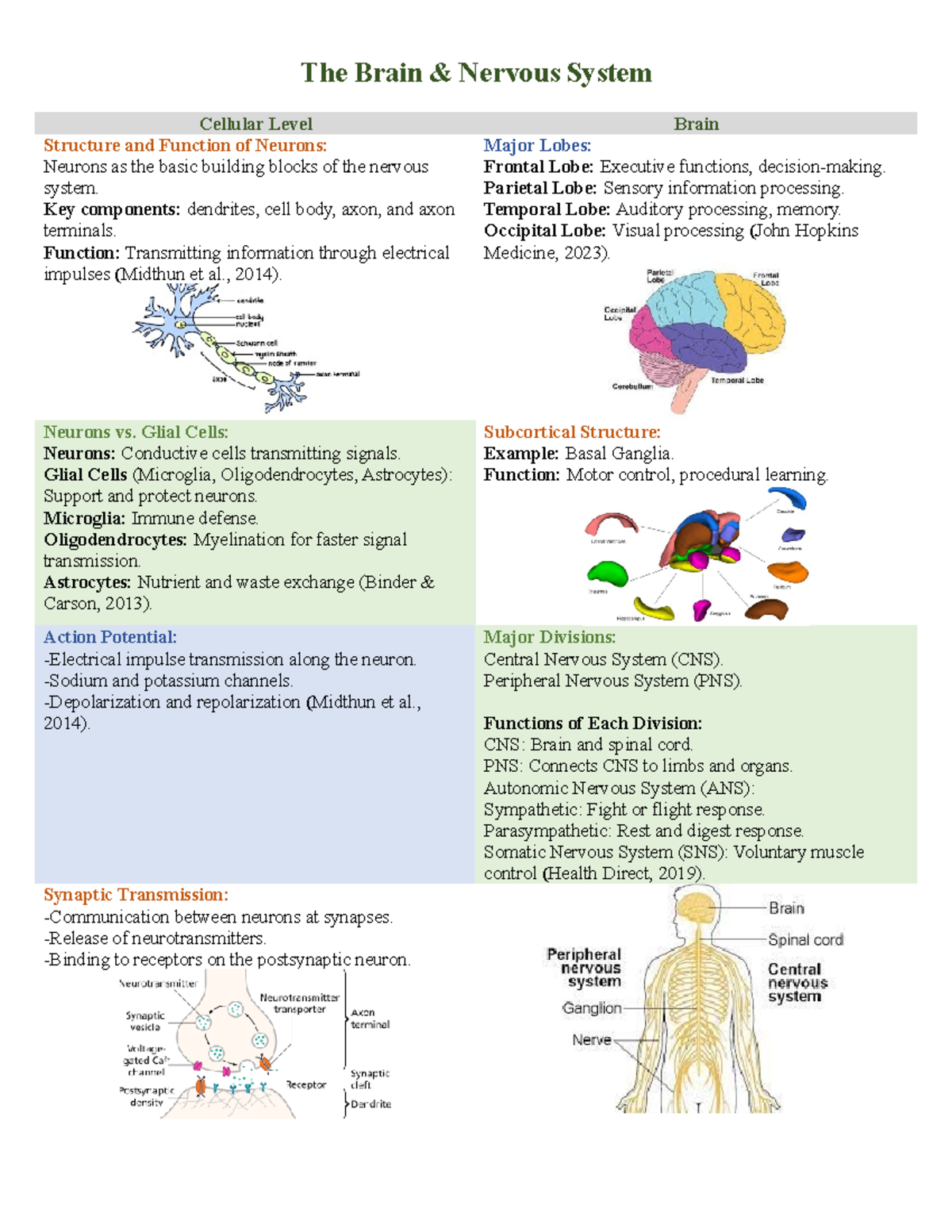 Brain &. Nervous System - The Brain & Nervous System Cellular Level ...