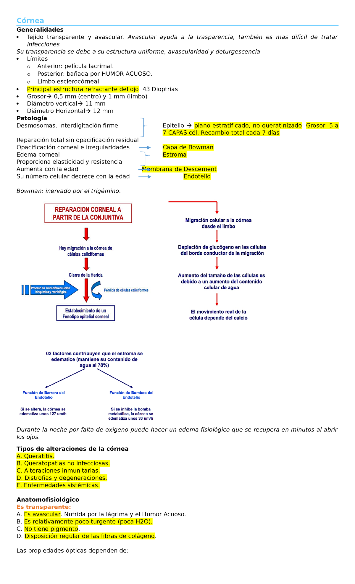 3. Córnea - Cornea anatomía y fisiología - Córnea Generalidades Tejido ...