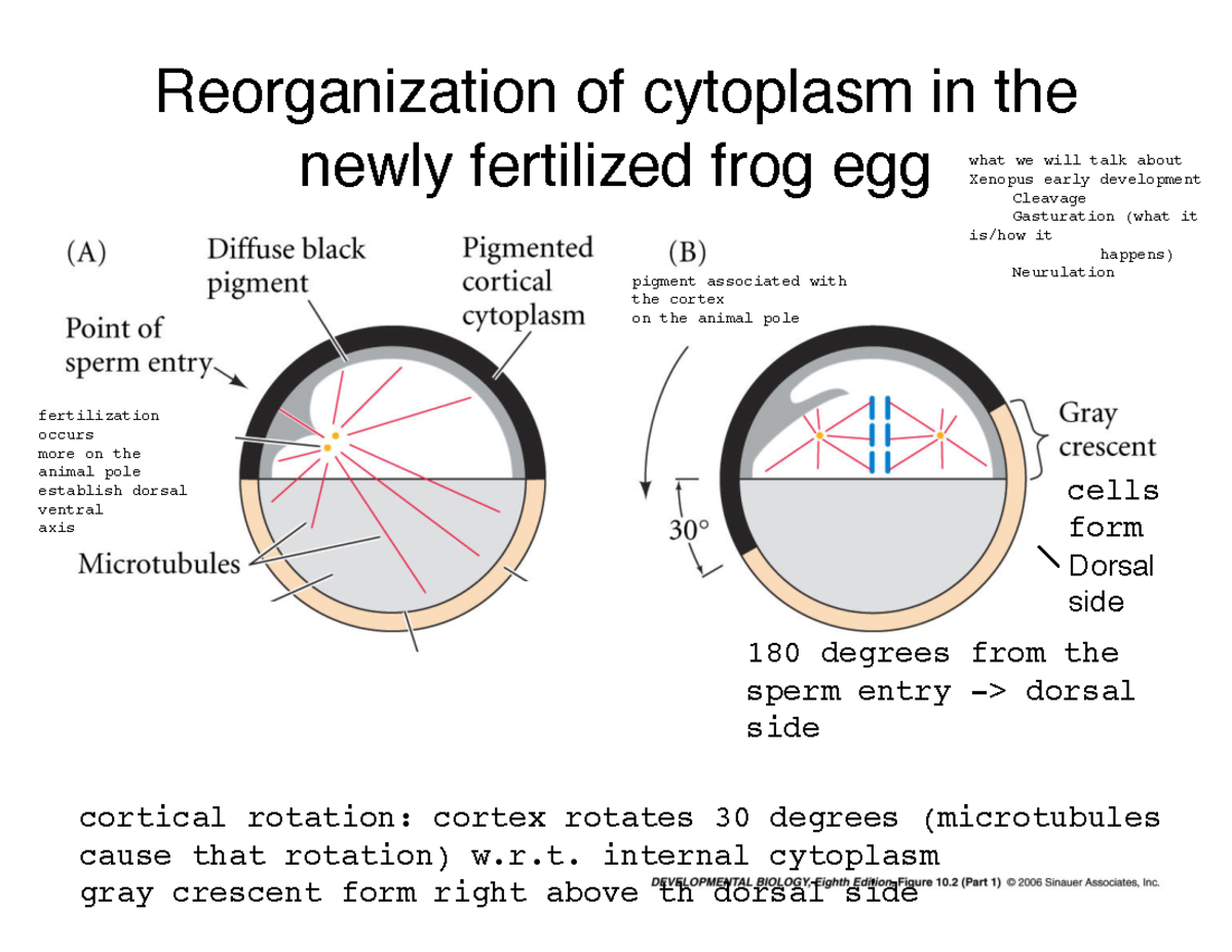 Lecture 8 - ECEP103 - Reorganization of cytoplasm in the newly ...