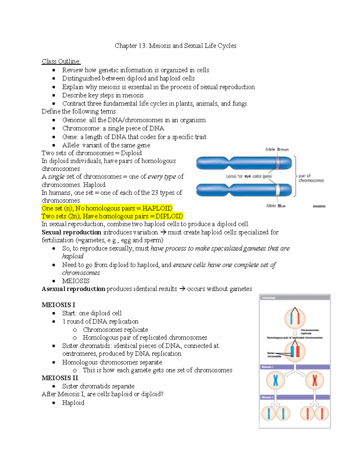 BCOR 012 Chapter 13 - Sarah Whittman's lecture notes. - Chapter 13 ...