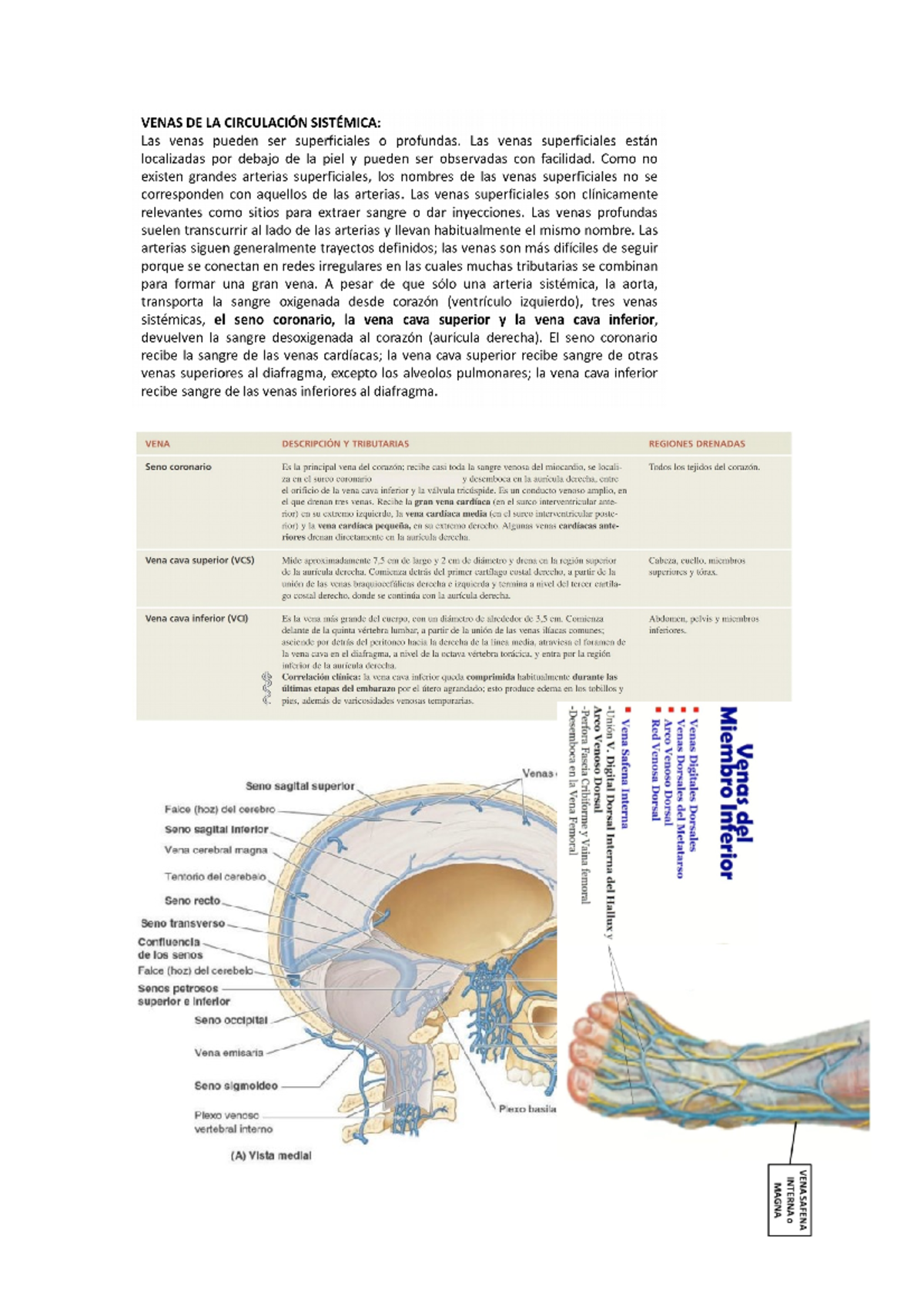 Diapos de anatomia sesion 09 - Anatomía Humana - Studocu
