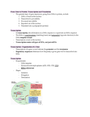 Mitosis AND Meiosis Question Study Guide - MITOSIS AND MEIOSIS QUESTION ...