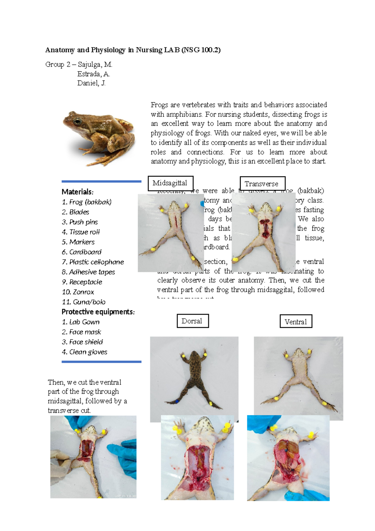 Anaphy lab dissection - Reflection Paper - Anatomy and Physiology in ...