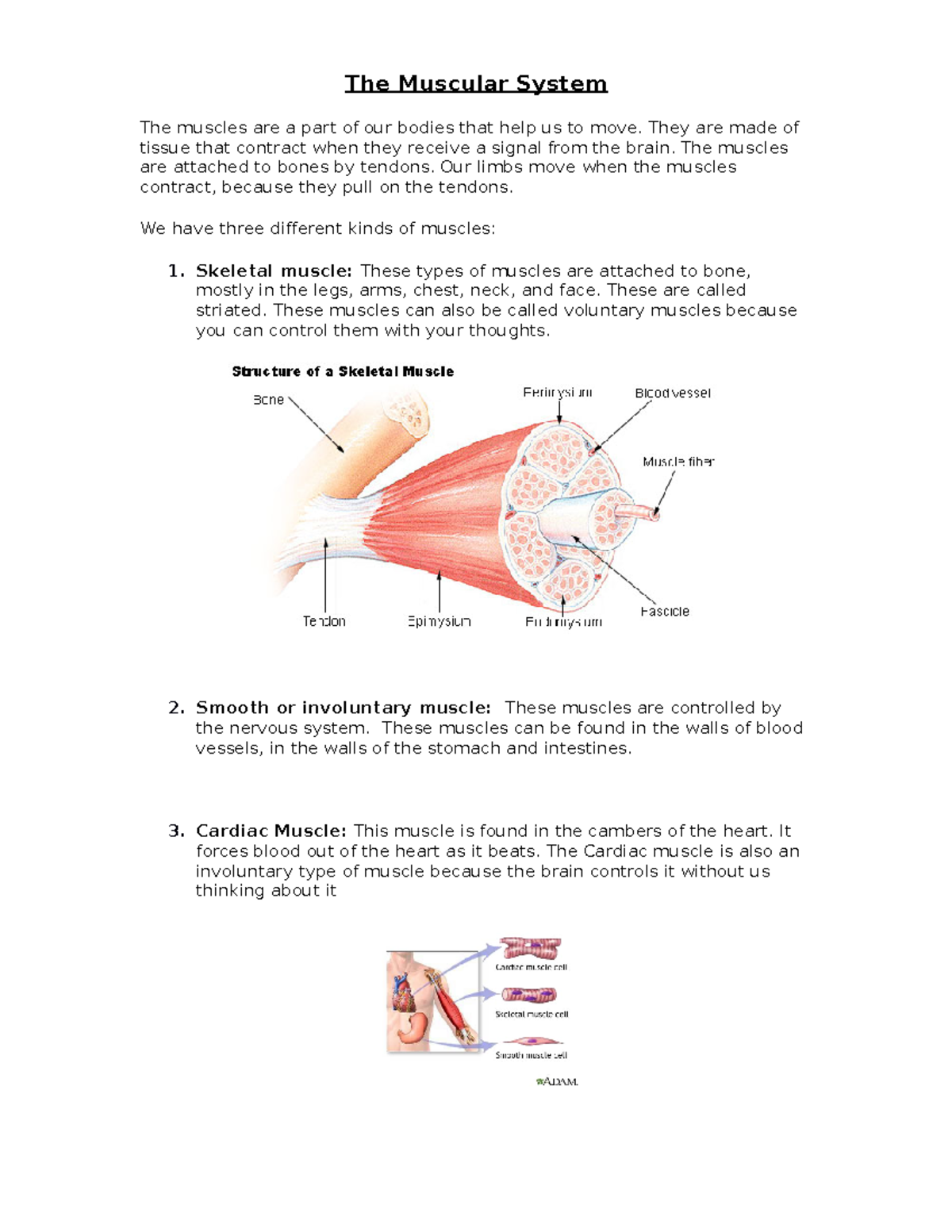 The Muscular System-1 - The Muscular System The muscles are a part of ...