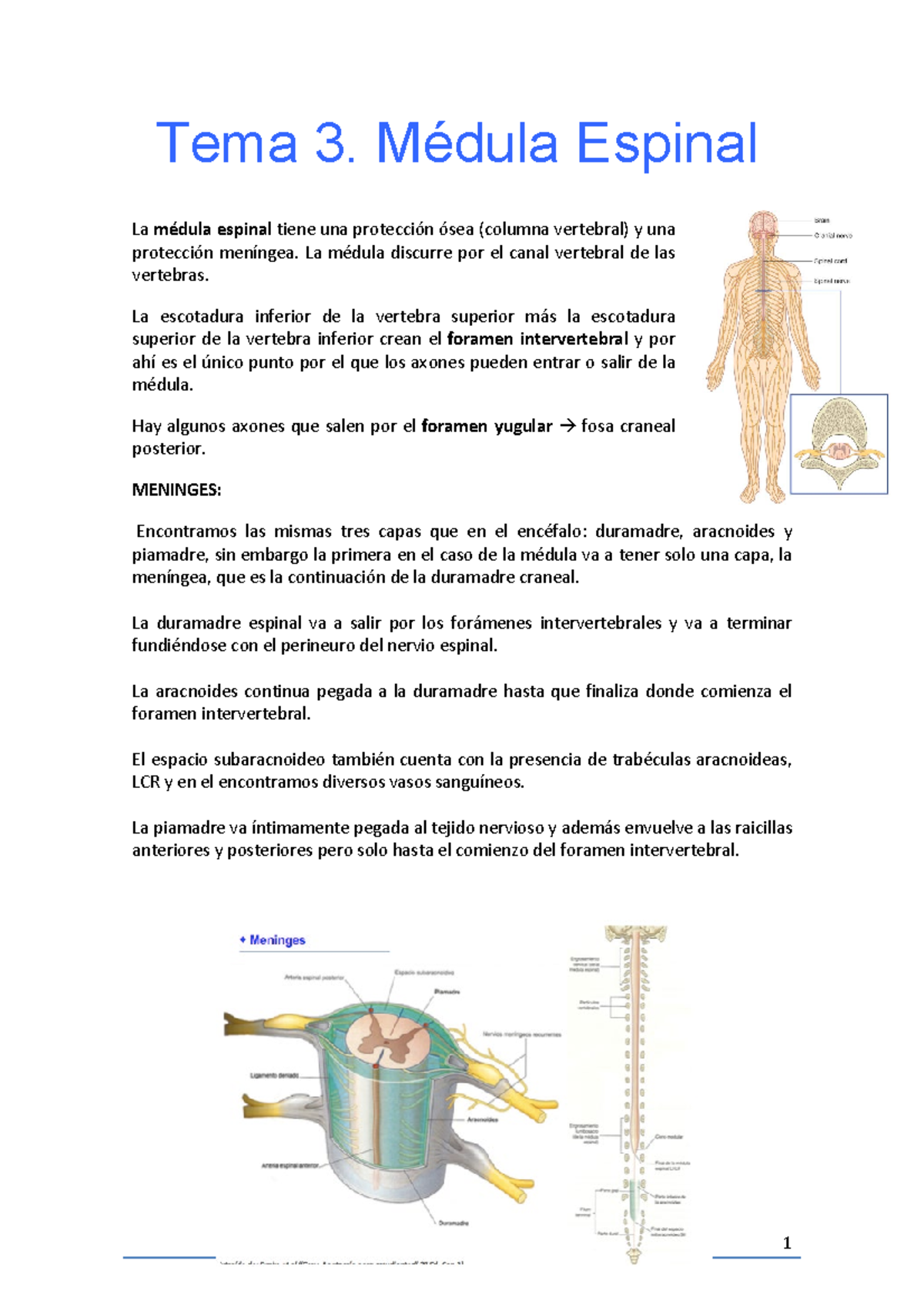 Wuolah-free-T3 (15) (1)(1)(1) vivk iviv8 - 1 Tema 3. Médula Espinal La ...