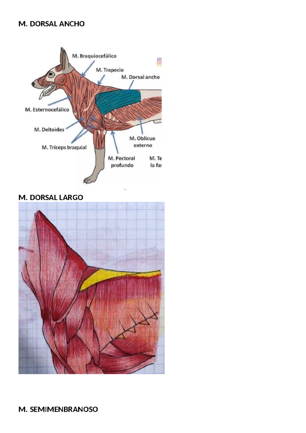 Musculos CANINO - ANATOMIA HUMANA - M. DORSAL ANCHO M. DORSAL LARGO M ...