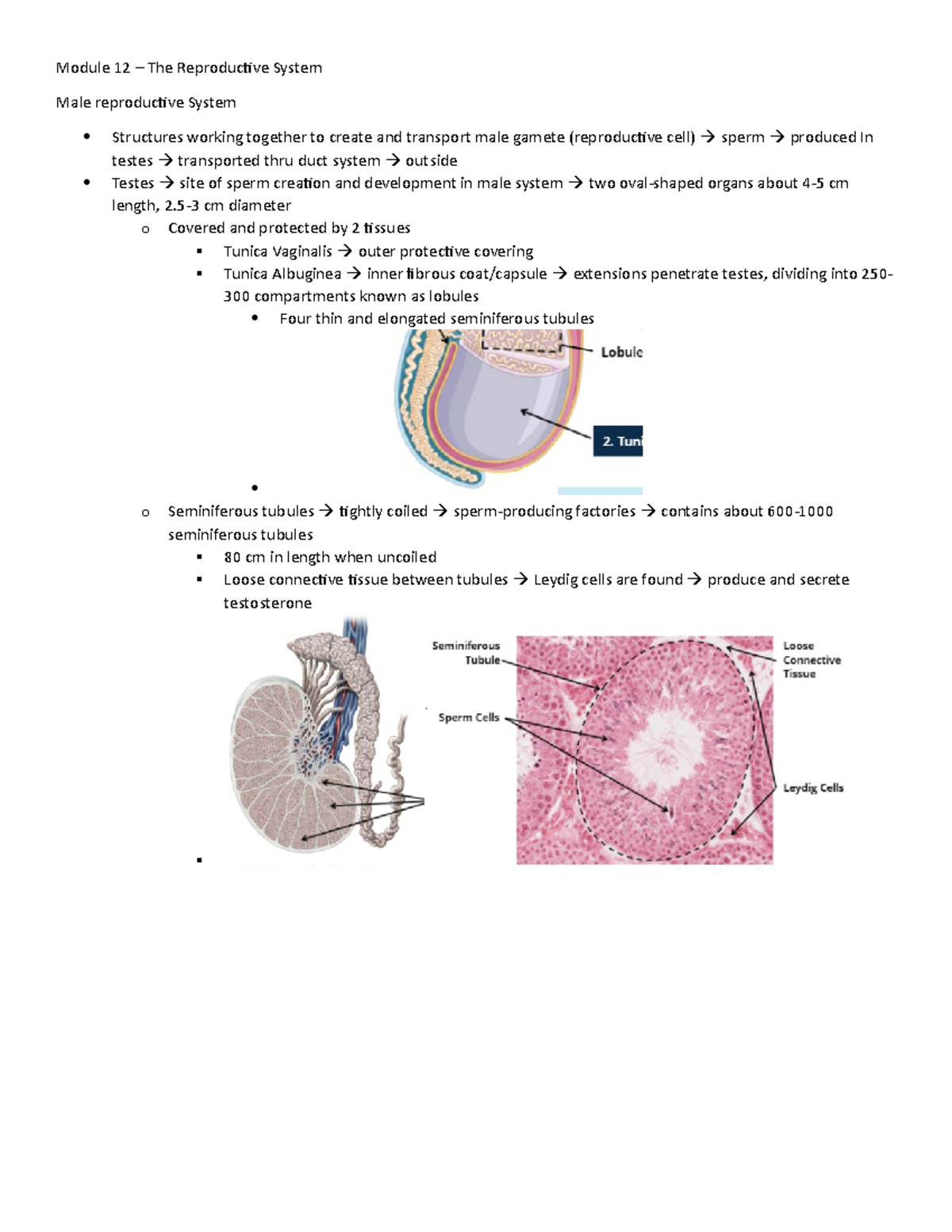 Module 12 - Module 12 – The Reproductive System Male reproductive ...