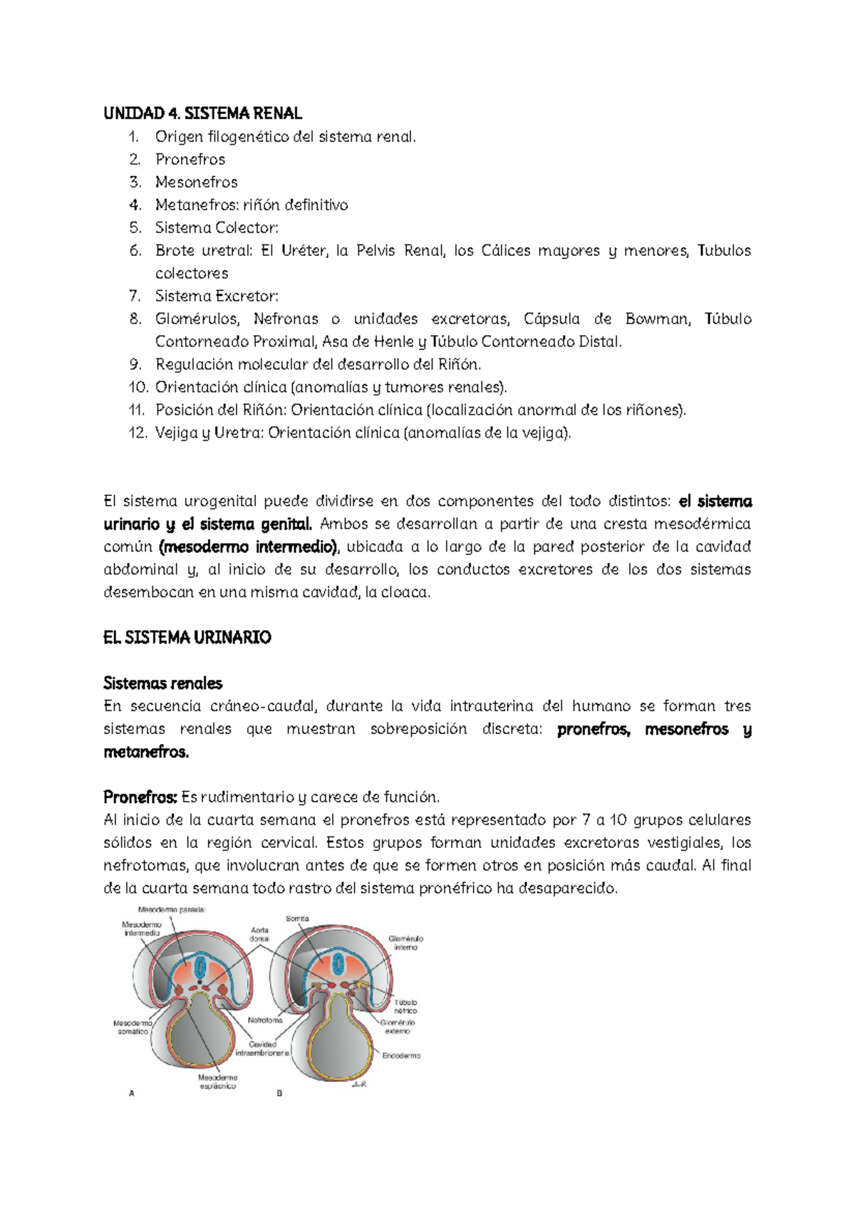 Unidad #4 Sistema Renal - UNIDAD 4. SISTEMA RENAL Origen filogenético ...